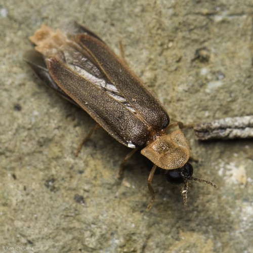 Microphotus (Microphotus) - Picture Insect