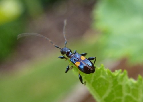 Zorion (Zorion) - Picture Insect