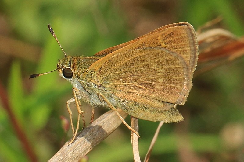 Polites origenes (Polites origenes) - Picture Insect