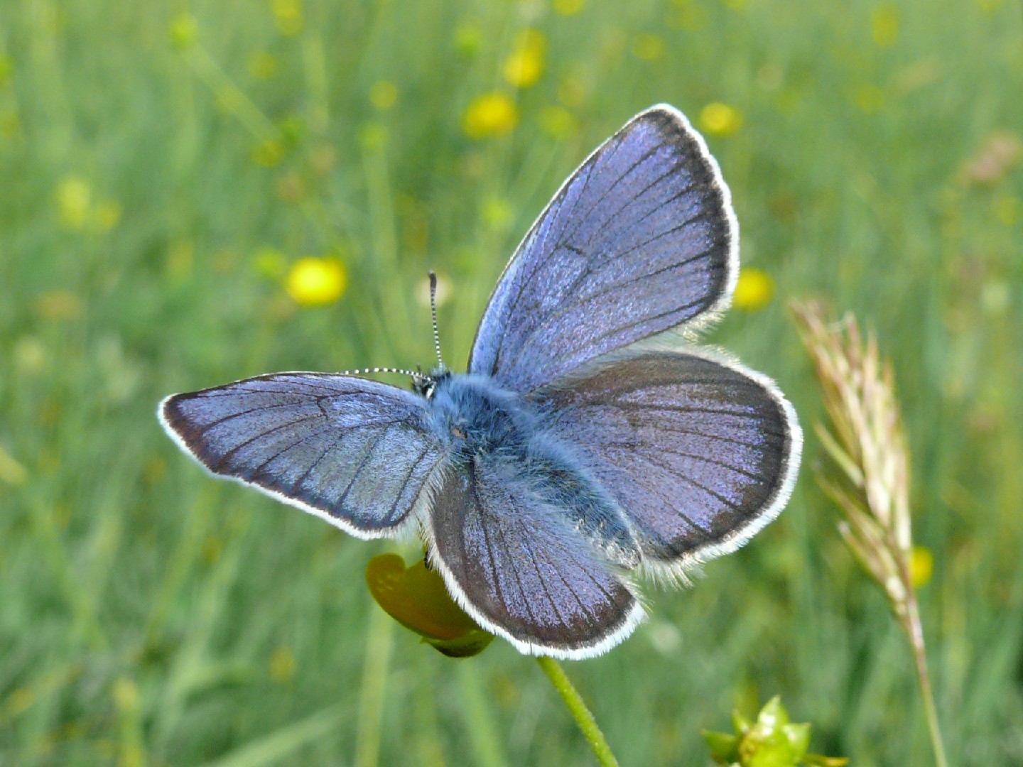 Cyaniris (Cyaniris) - Picture Insect