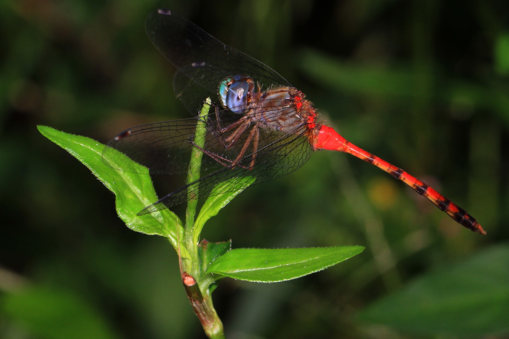 Sympetrum ambiguum (Sympetrum ambiguum) - Picture Insect
