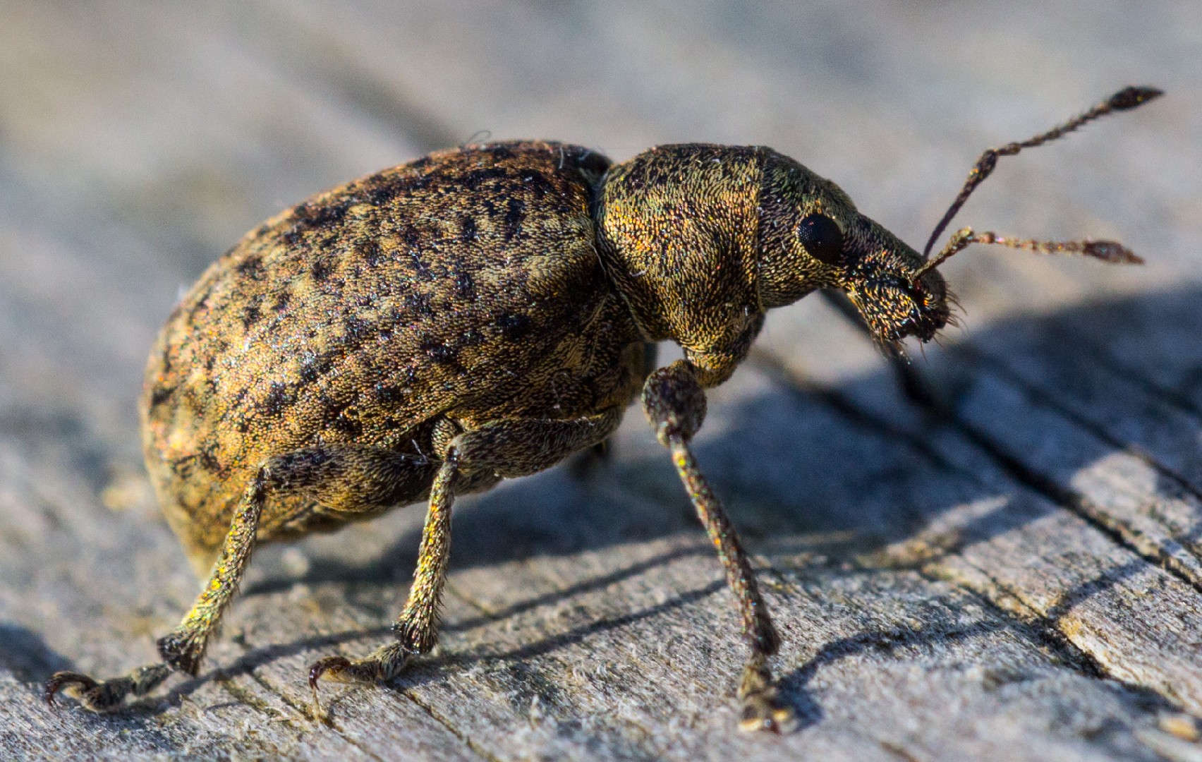 Andrion regensteinense (Andrion regensteinense) - Picture Insect