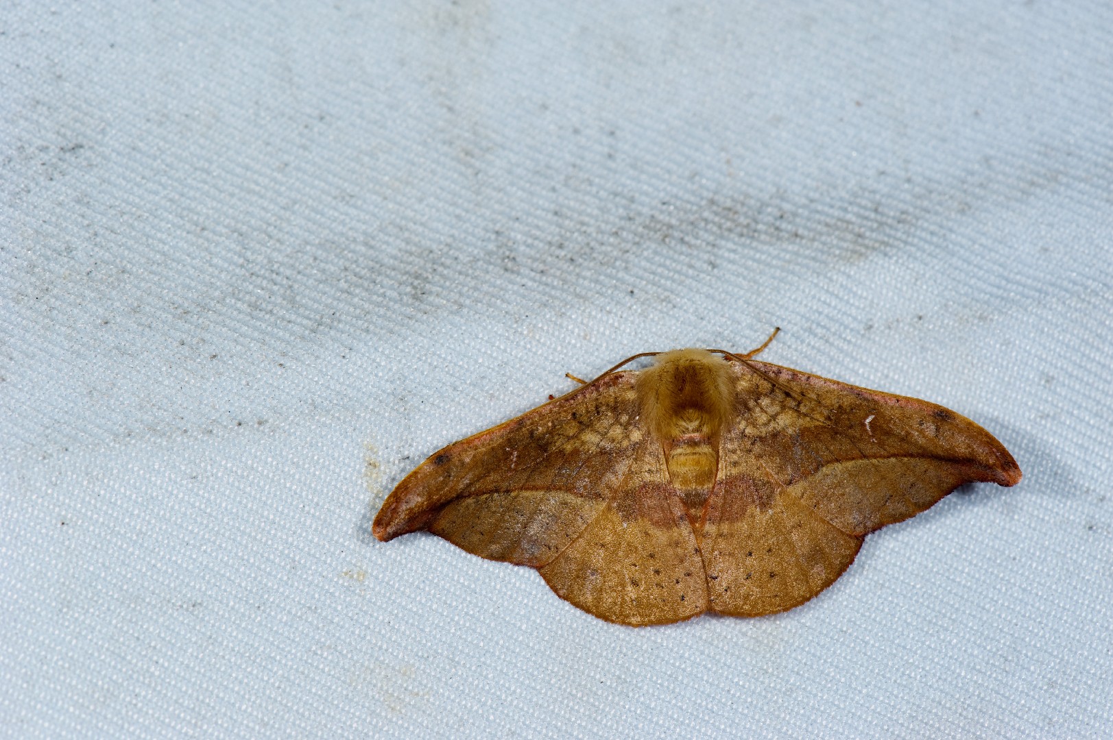 Oreta extensa (Oreta extensa) - Picture Insect