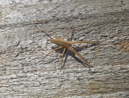 Pisaurina dubia (Pisaurina dubia) - Picture Insect