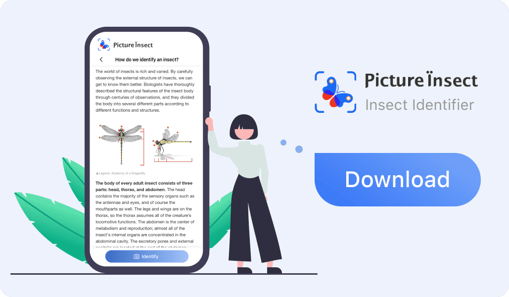 Tendarapo occidental (Acanthophrynus coronatus) - Picture Insect